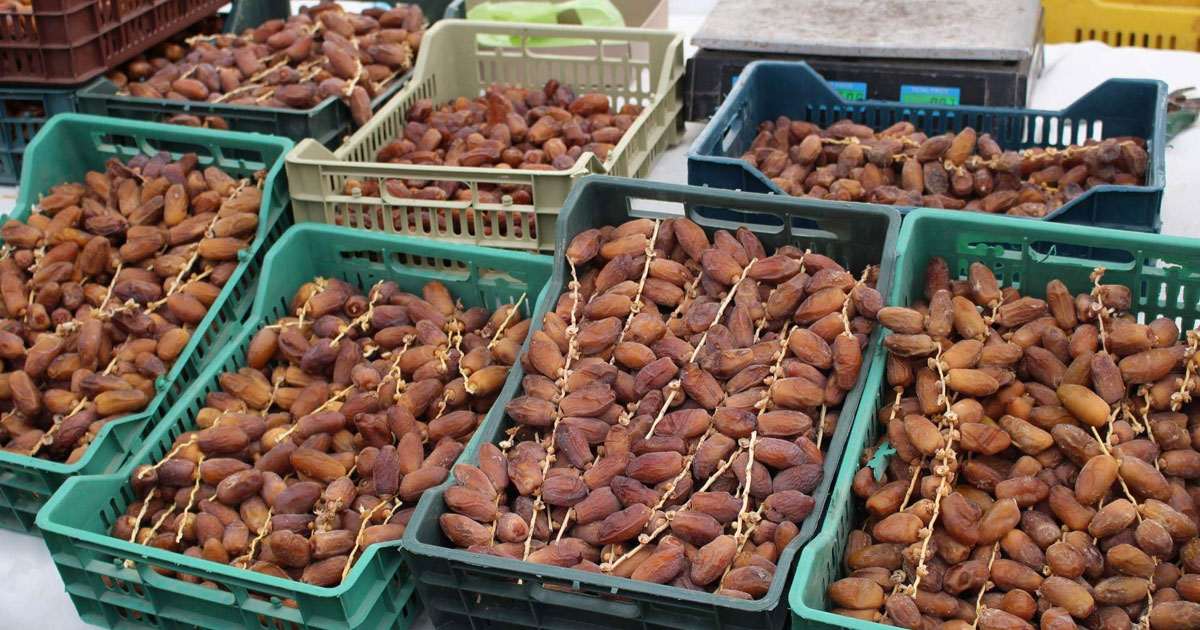 Tunisie: 18.5 mille tonnes de dattes exportés en janvier 2023